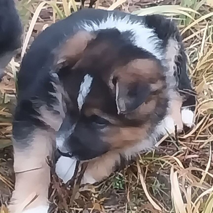 Немецкая овчарка, щенок