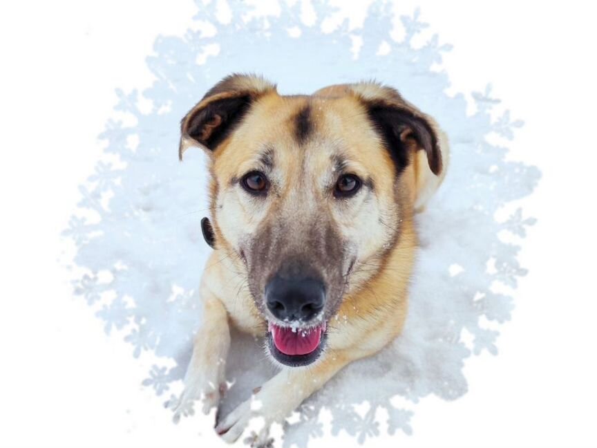 Дворянка Дейзи