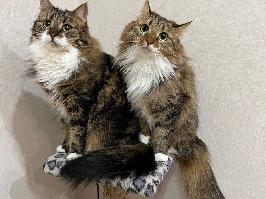 Кошечки-сестрёнки очаровашки в добрые руки