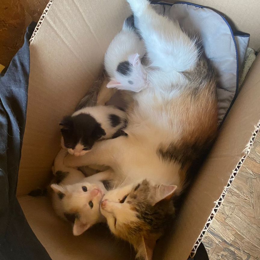 Котята в добрые руки даром