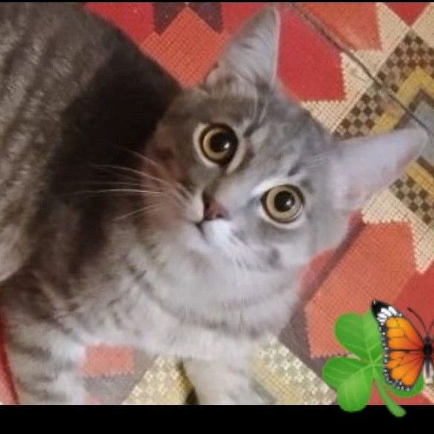 Котик 10 мес, привезу