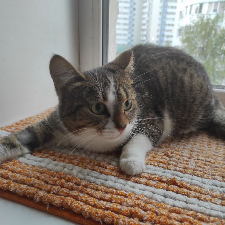 Котёнок в добрые руки