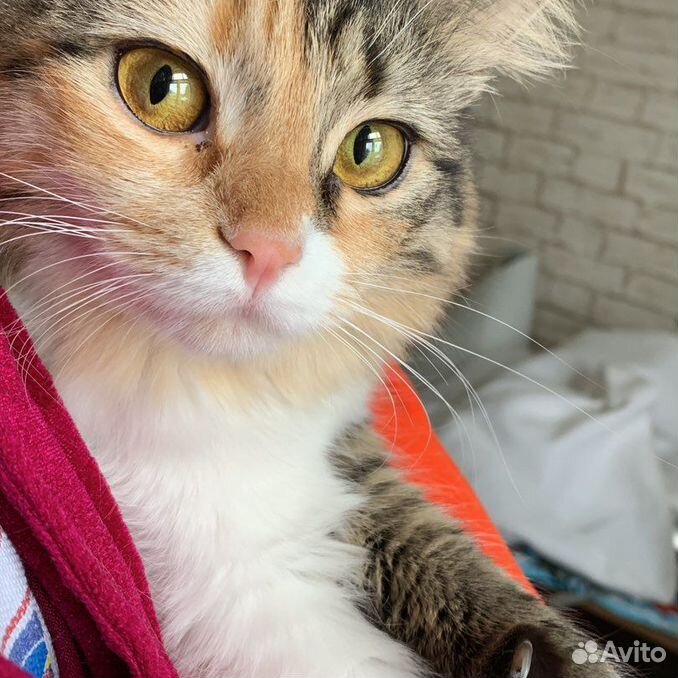 Кошечка Моня