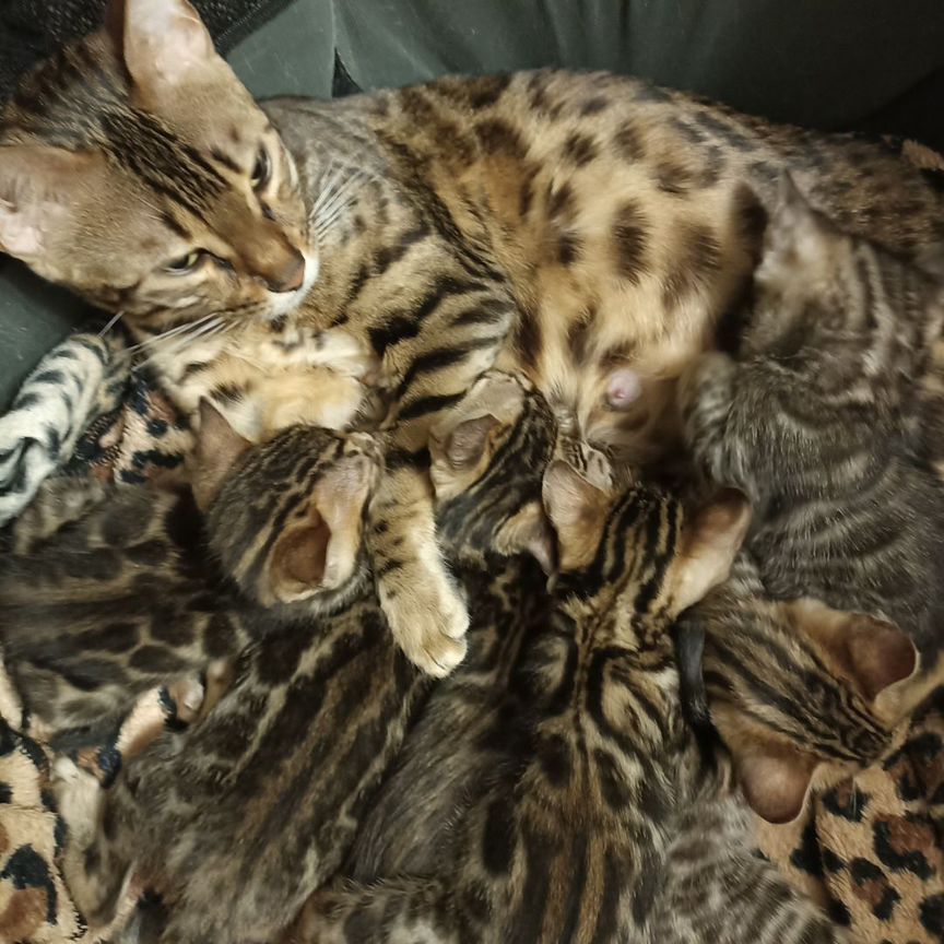 Бенгальские котята