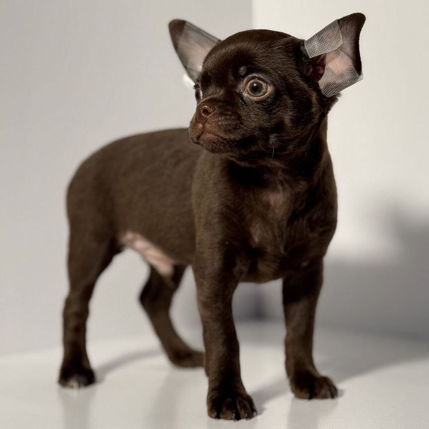 Чихуахуа, щенок