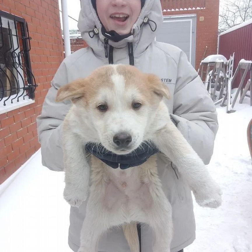 Щенок в добрые руки