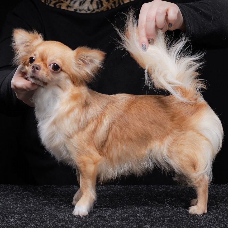 Шоколадно соболиная красавица