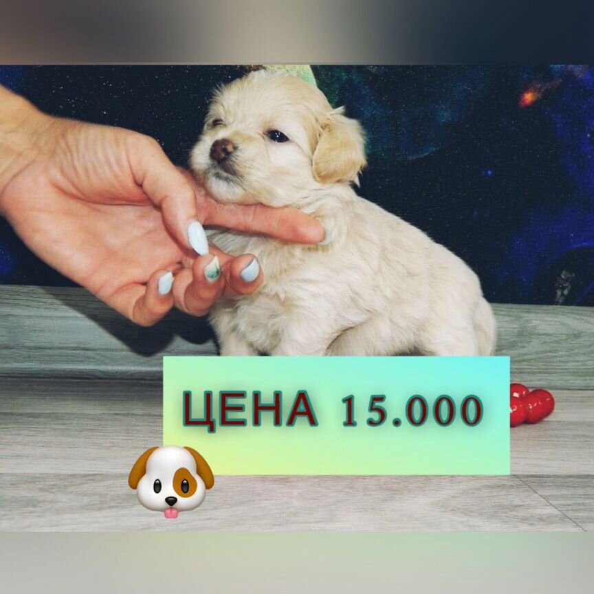 Красивый шпицепу малыш
