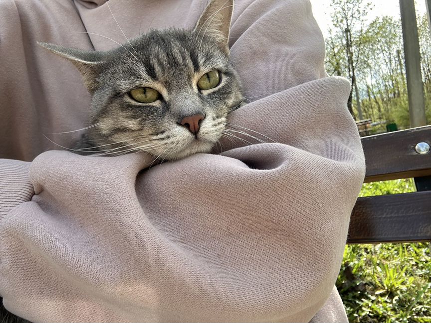 Кот ищет дом