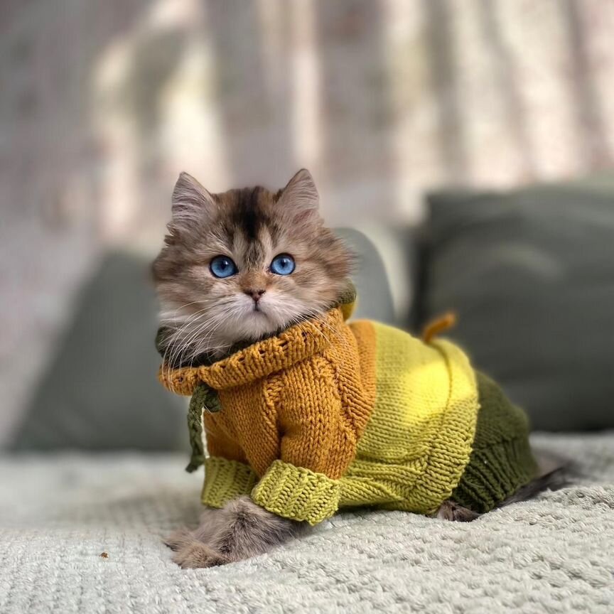 Шотландская малышка