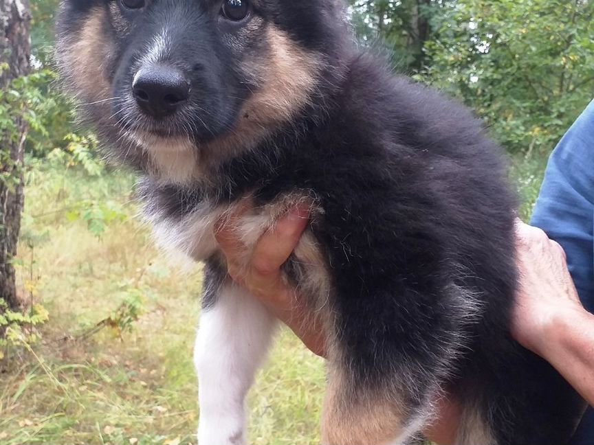 Щенок 3,5 месяца