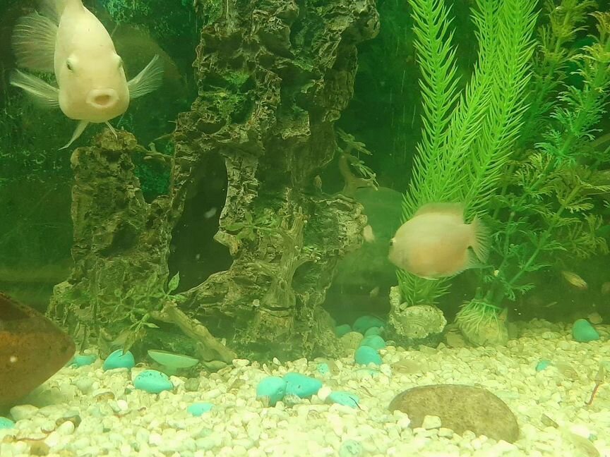 Цихлазома альбинос