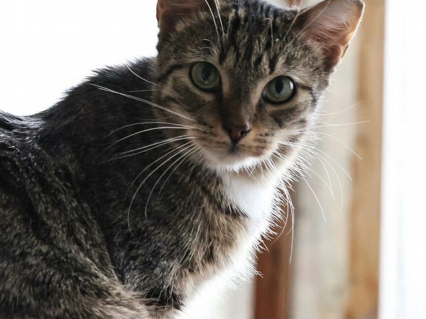 Кошка
