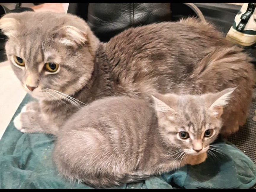 Вислоухий скотиш-страйт