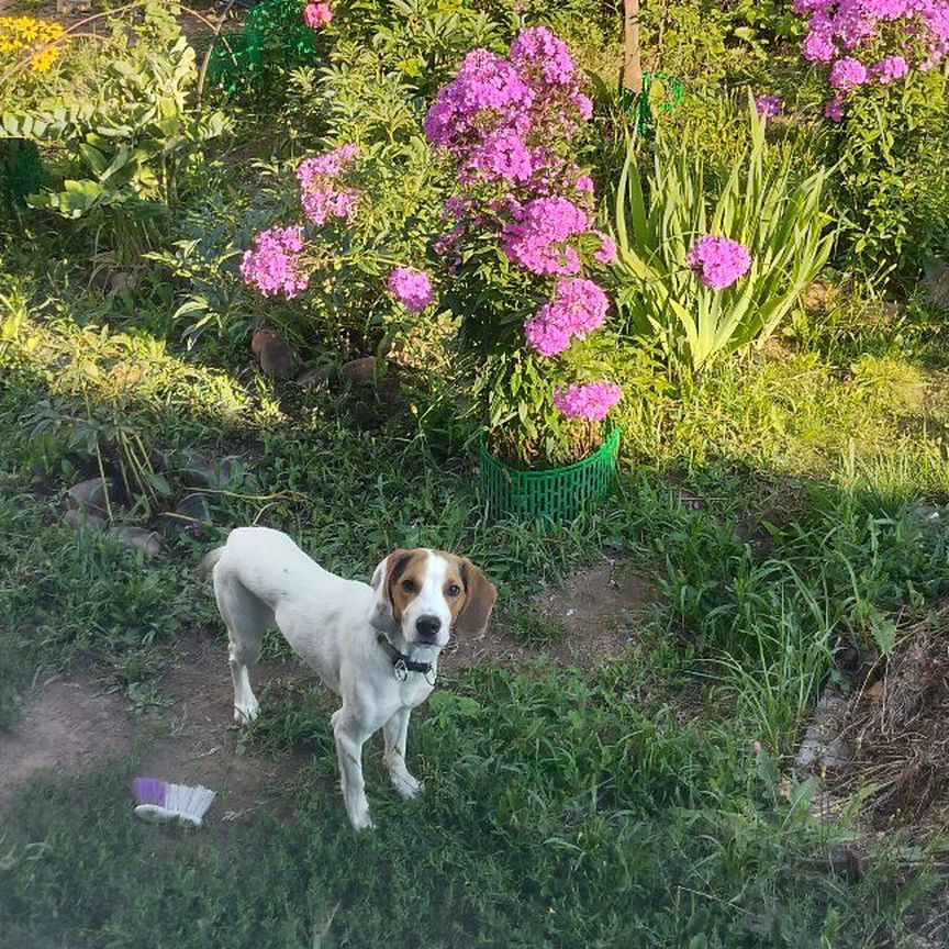 Собака в добрые руки