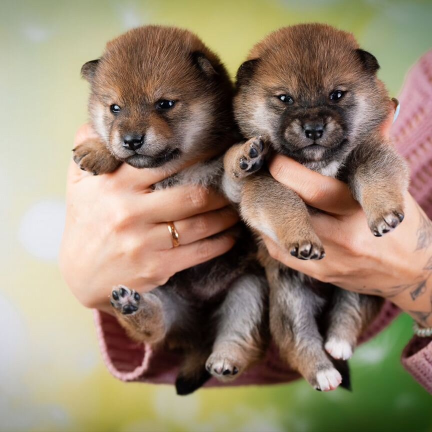 Сиба ину щенки