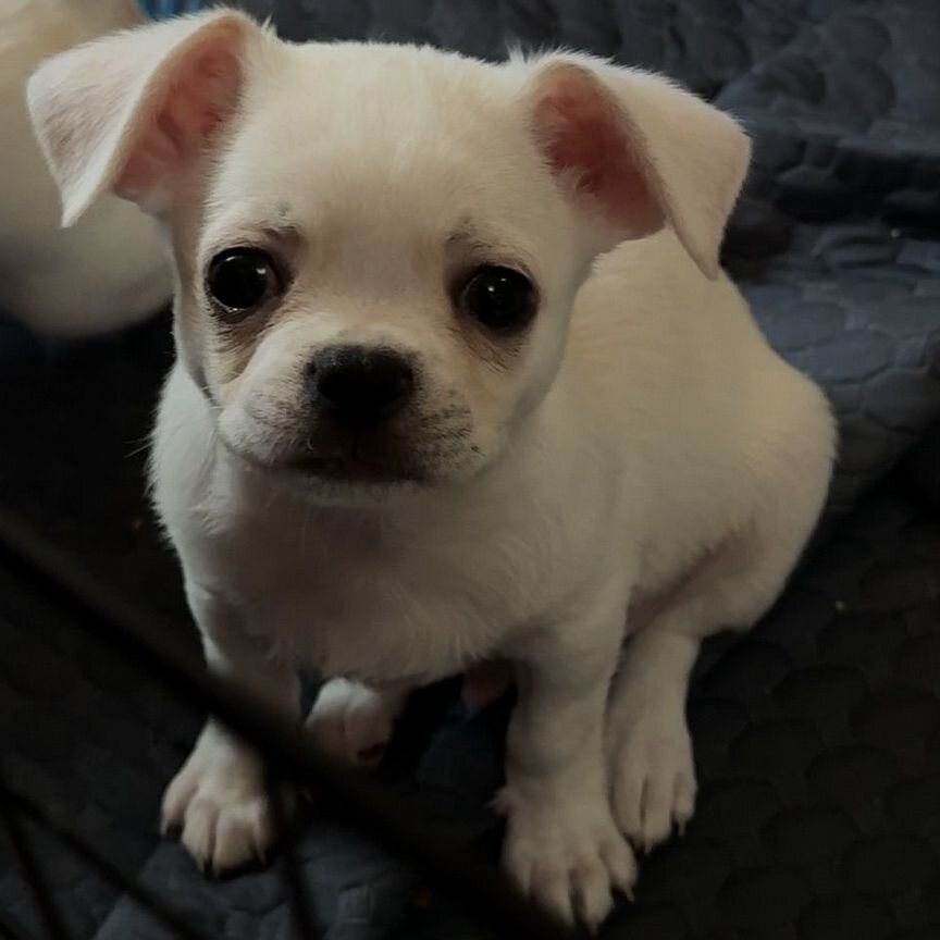 Чихуахуа, щенок