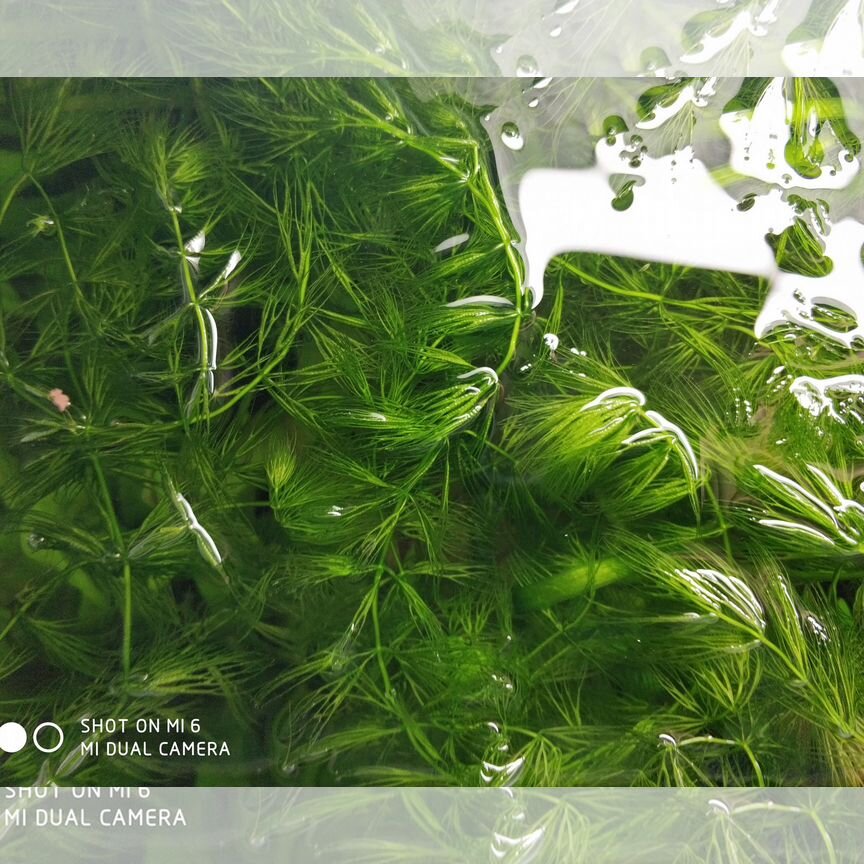 Аквариумные растения