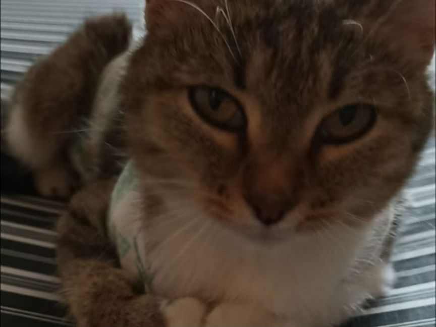 Кошка - ласкуша