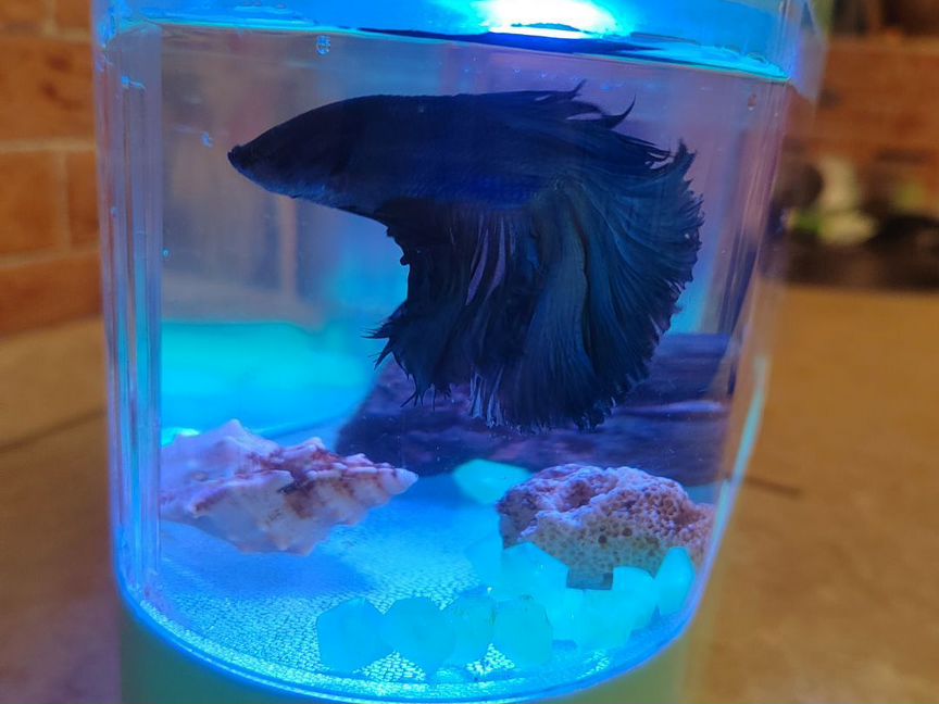 Аквариум с рыбкой, люминесцентные камни, черепашка