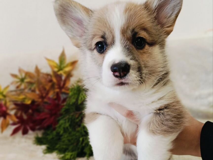 Щенки коржики