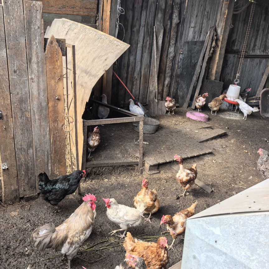 Куры несушки продам