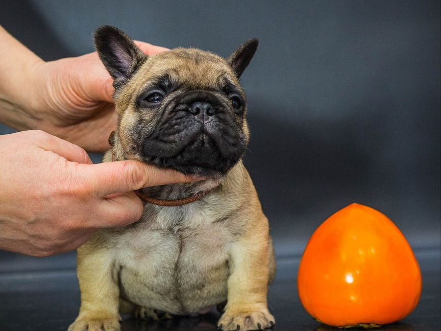 Французский бульдог щенки
