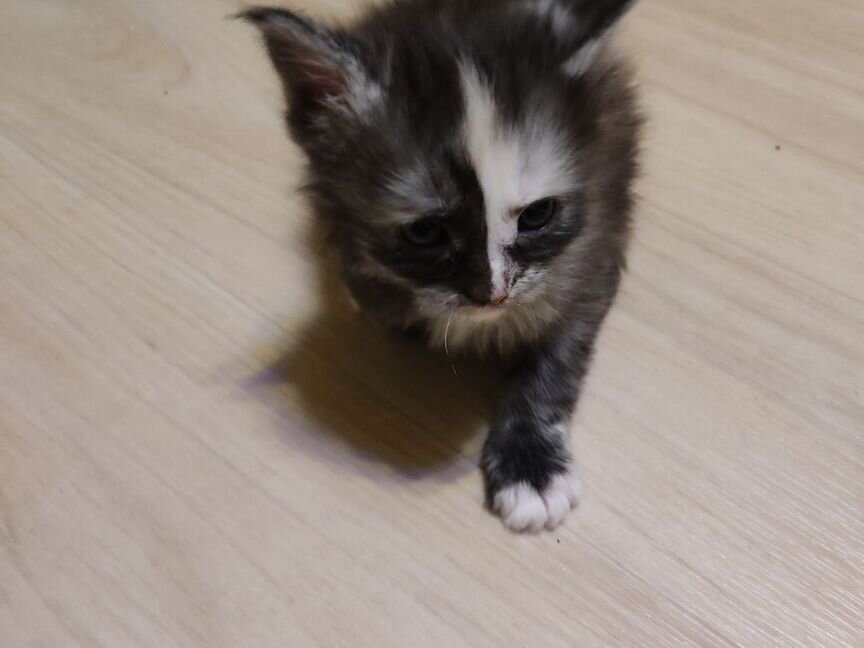 Кошка