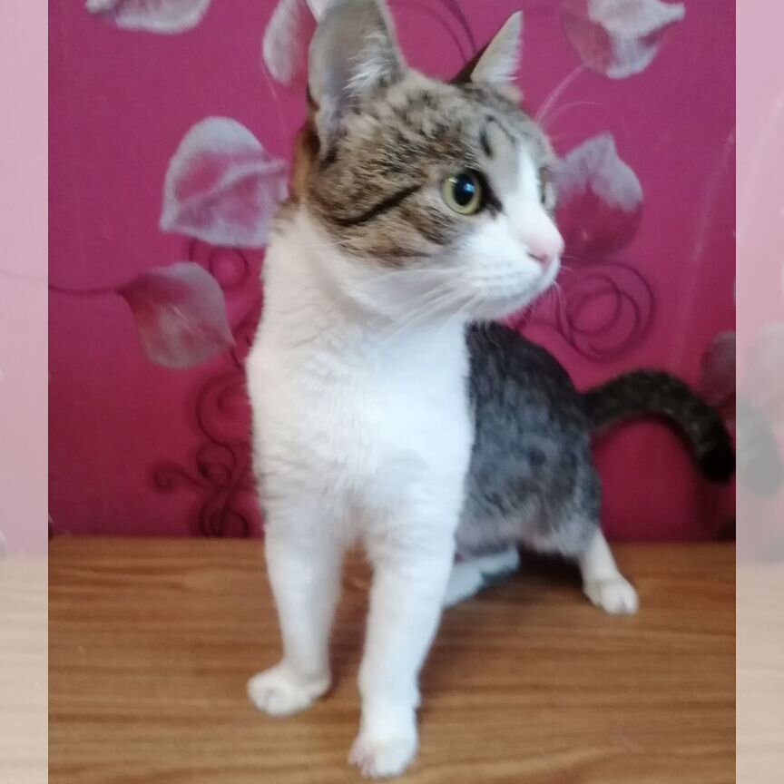 Котик в добрые руки