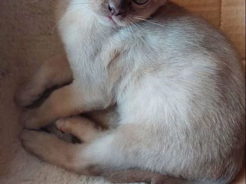 Бурманские котята шоколад