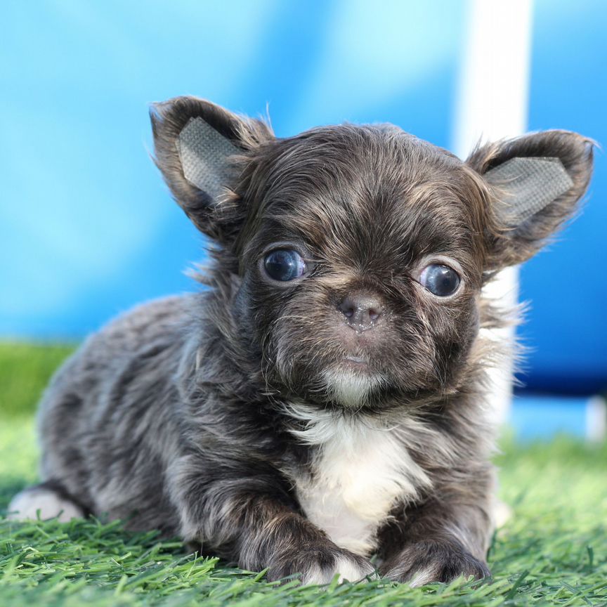 Чихуахуа, щенок