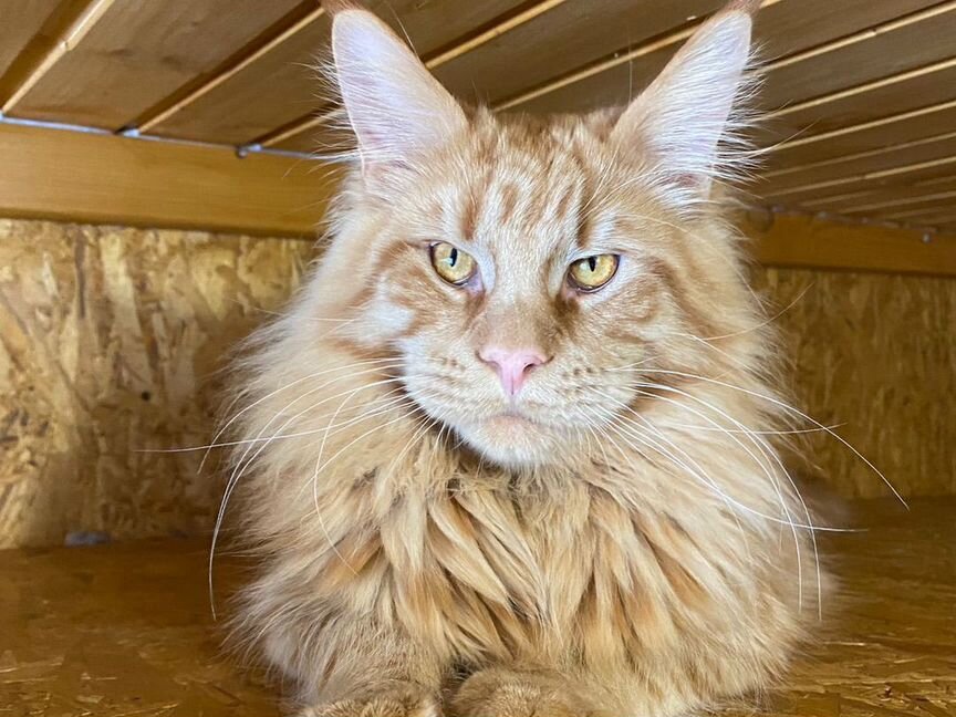 Выводится пара из разведения