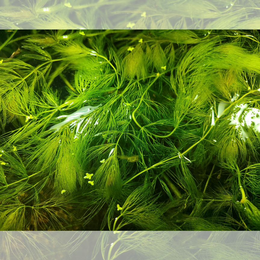 Аквариумное растение