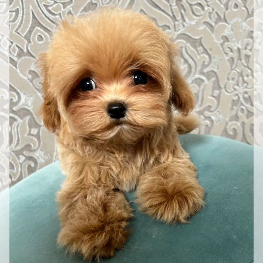 Мальтипу, щенок