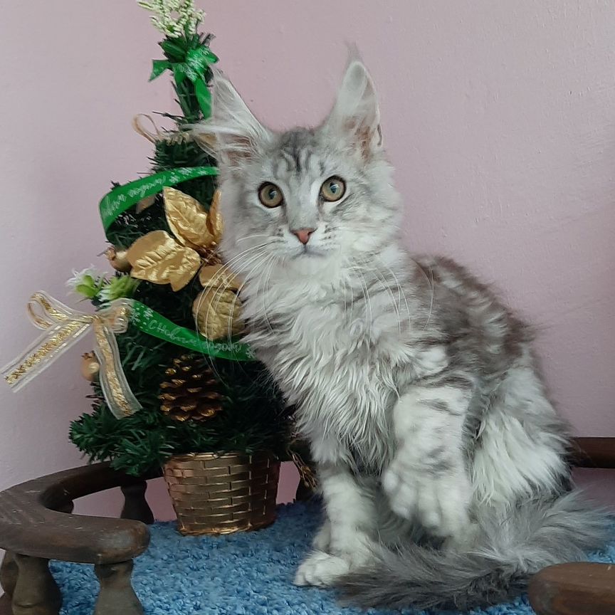 Котик полидакт серебро