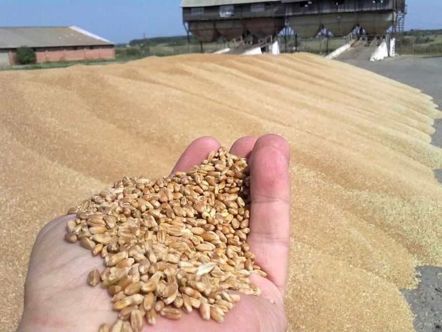 Гречиха, Пшеница озимая на корм