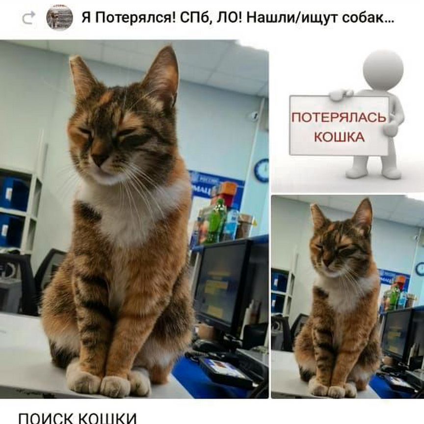 Кошечка