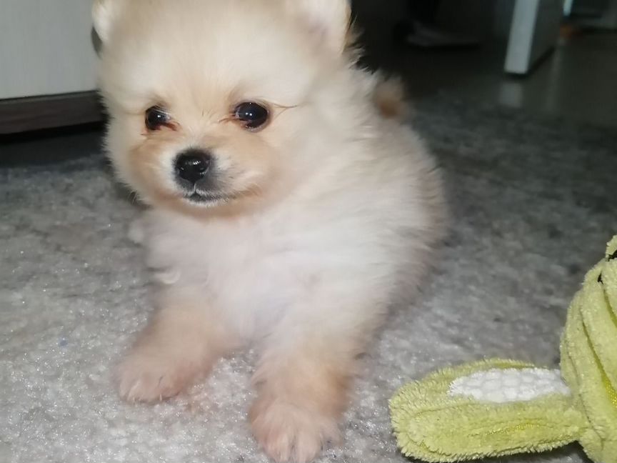 Щенки померанского шпица