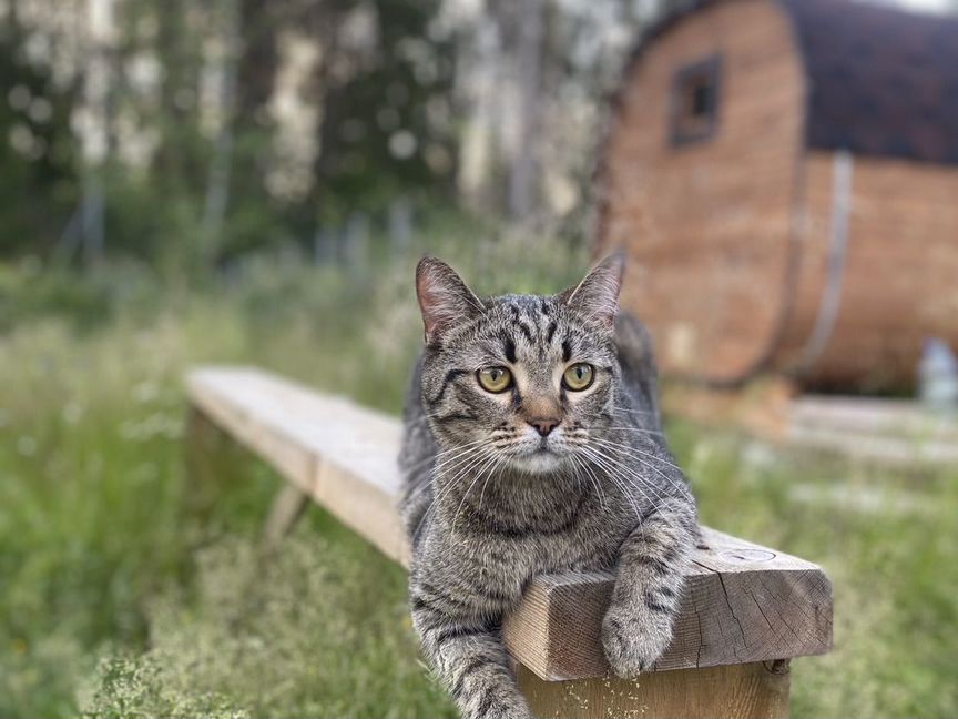 Кот Сеня в дом