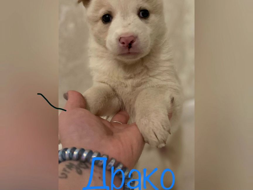 Щенки в добрые руки