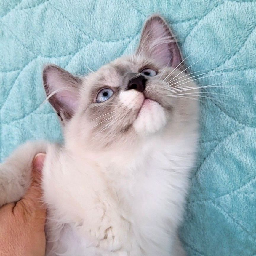Котята невские маскарадные