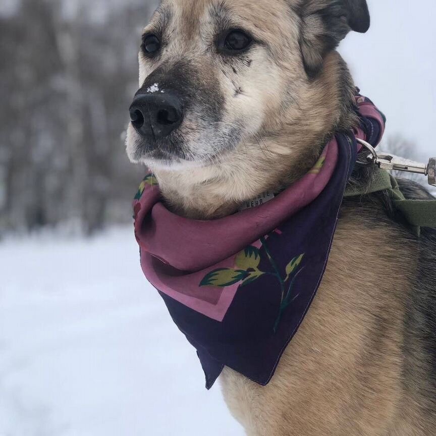 Трудно жить в клетке