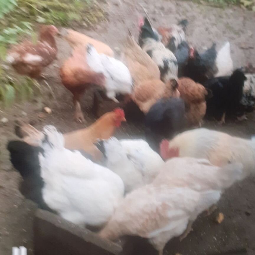 Курочки и петухи 1,5 года. Телефон 89535638030