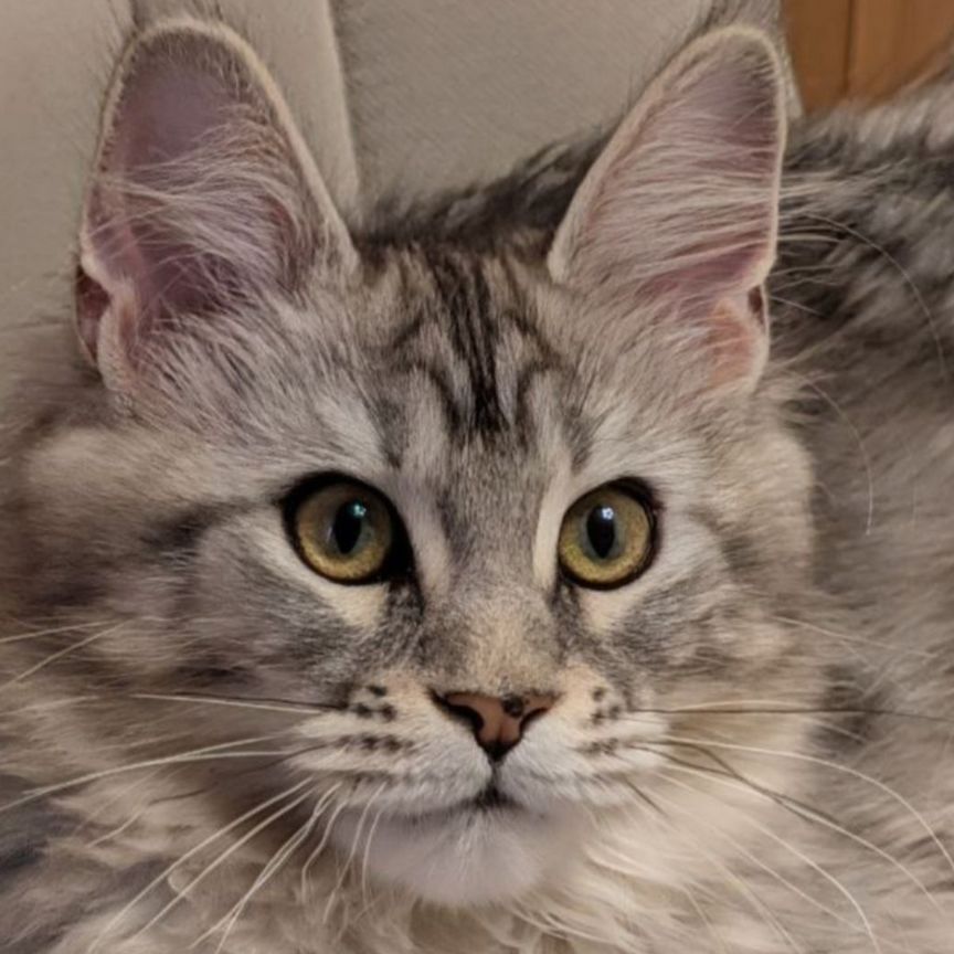 Мейн-кун котёнок