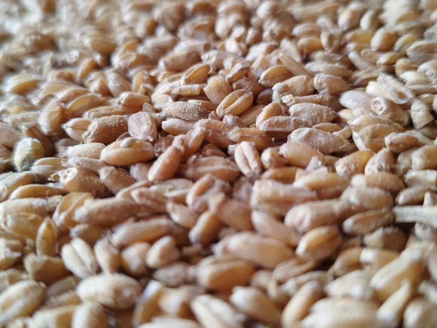 Зерно пшеница