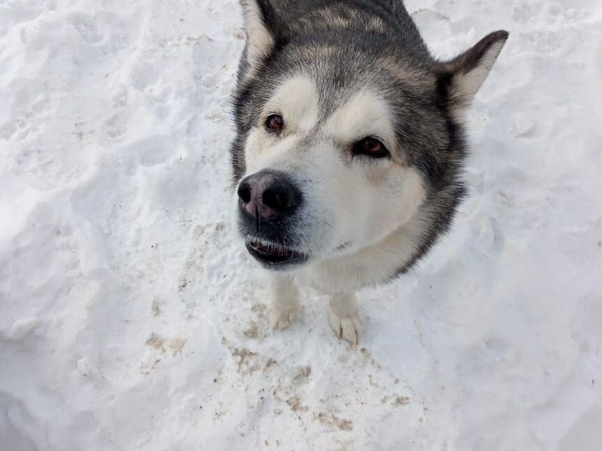 Аляскинский маламут