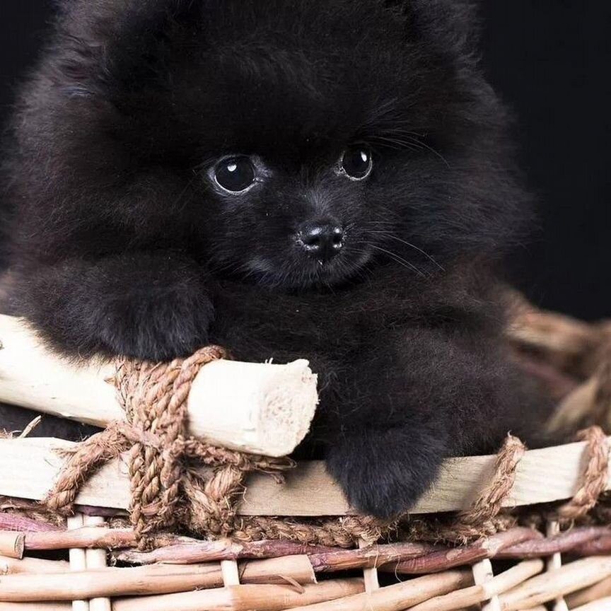 Малыши шпица