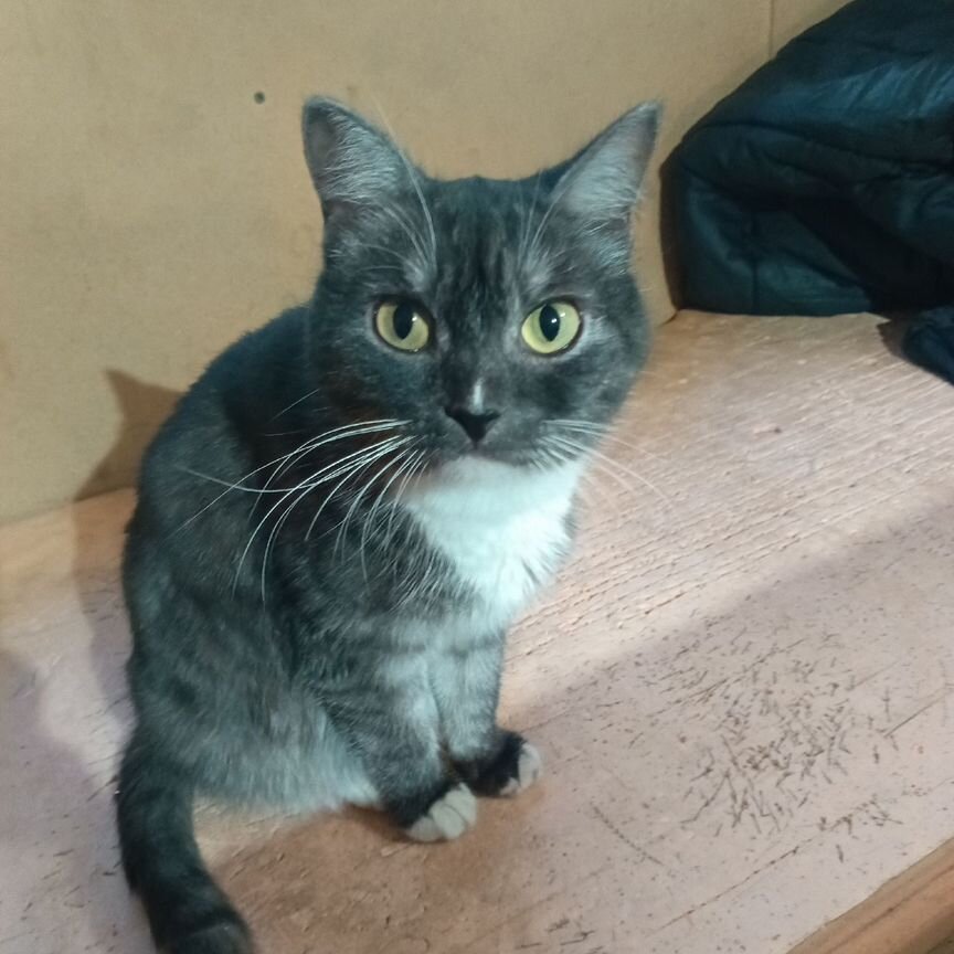 Красивая кошечка