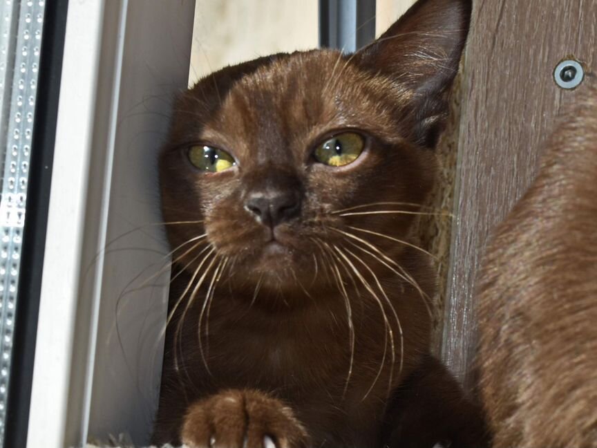 Бурманские котята-самые лучшие ребята