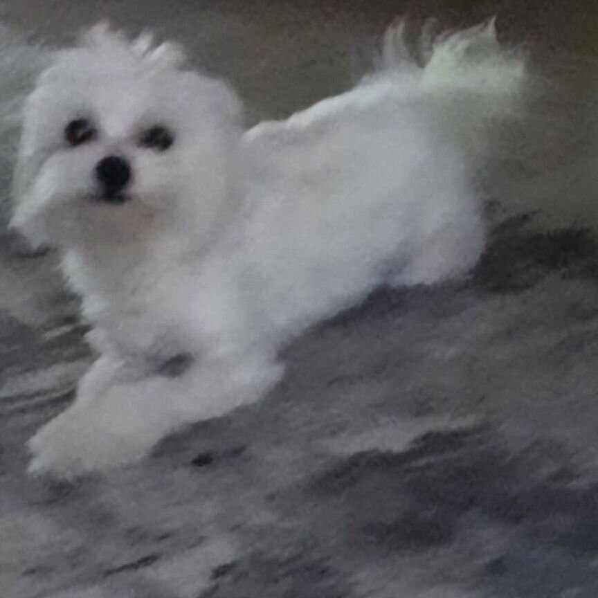 Продаю собаку